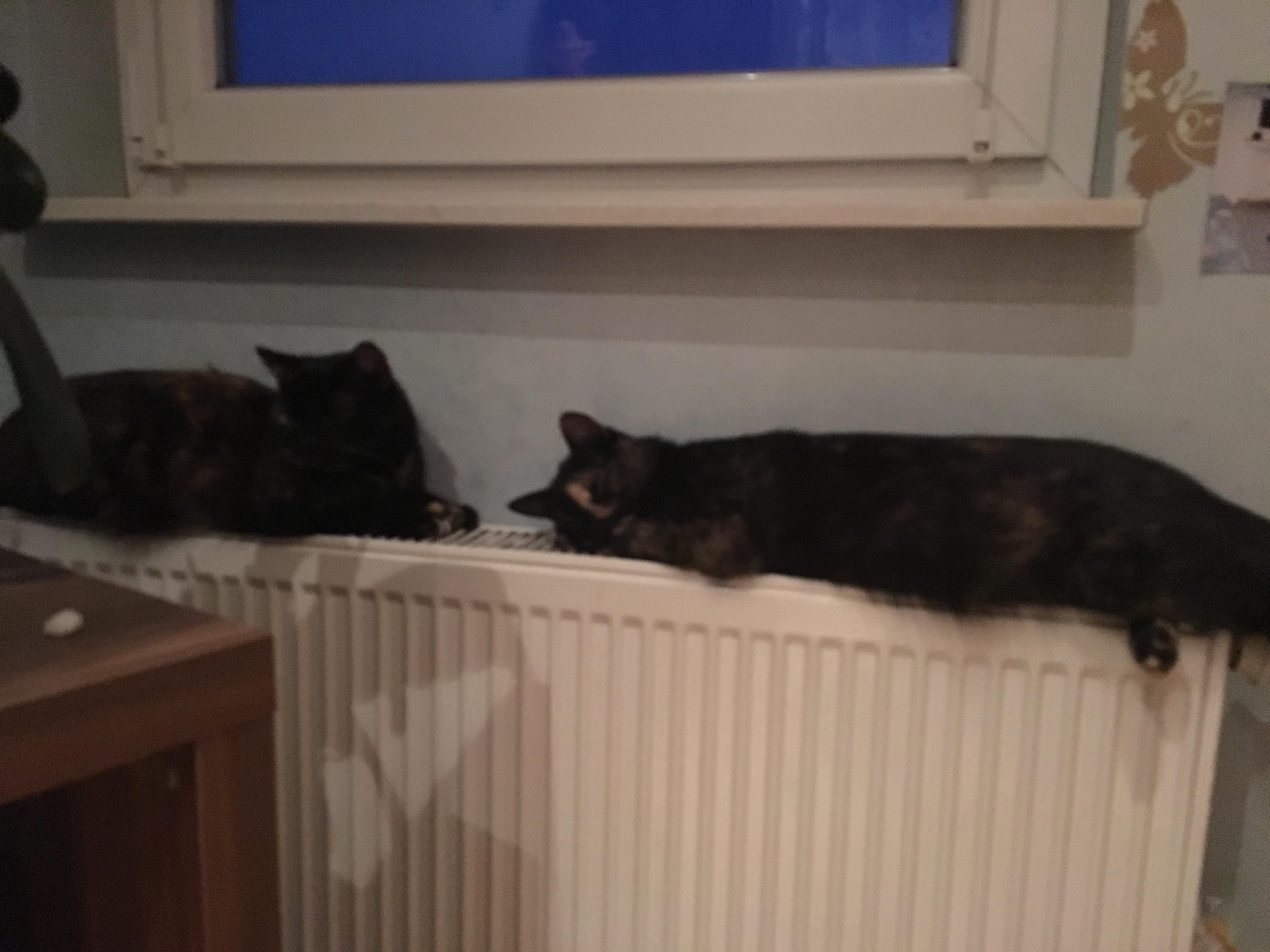 They loved the heater | Scrolller