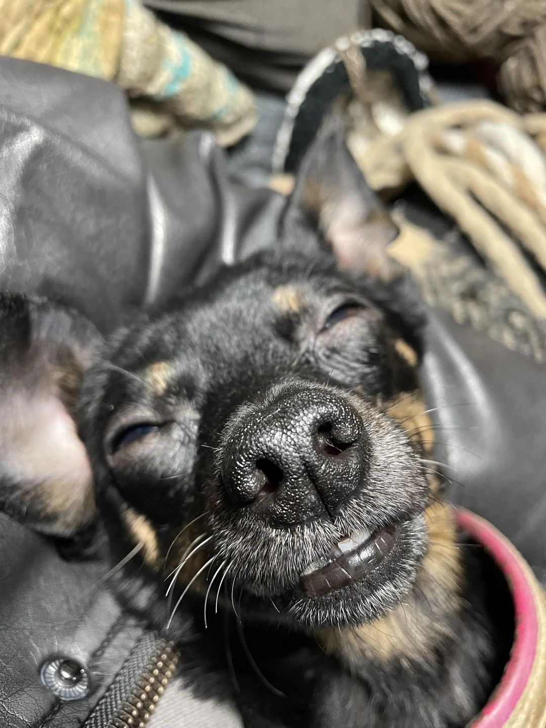 This is Dharma Crow. She’s a Wuzzle Fluffin. | Scrolller