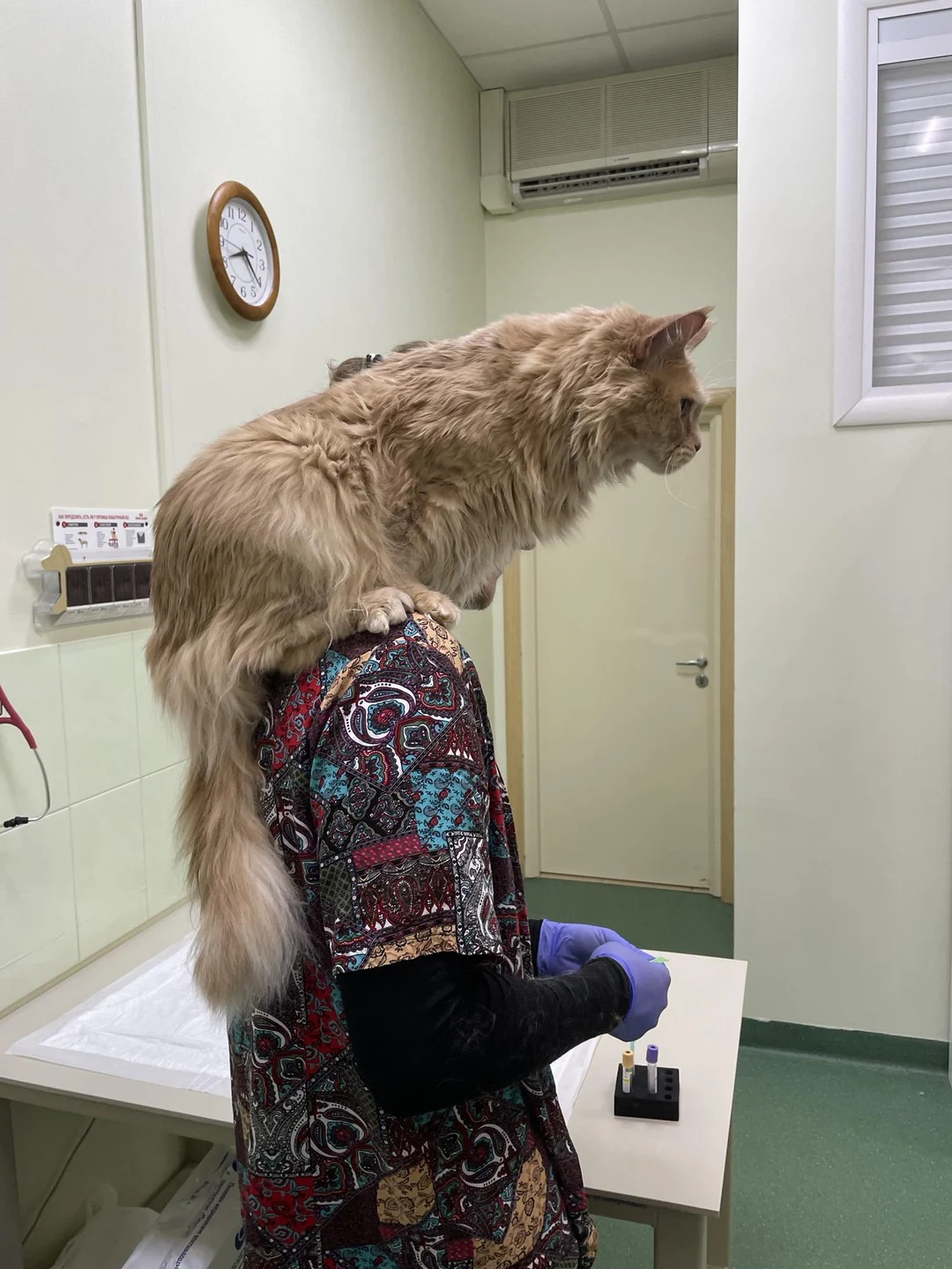 Jumanji was really taken with her new vet tech | Scrolller