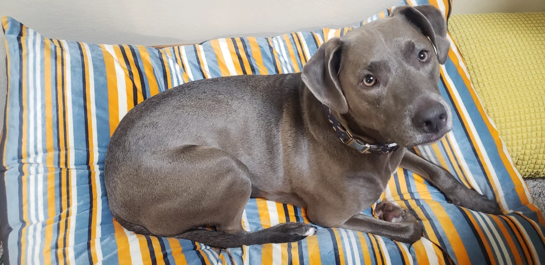 Juno laying down for one of her naps. | Scrolller