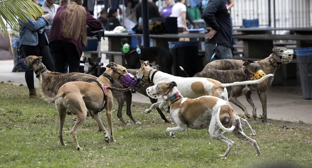TIL a group of greyhounds is called a “leash” | Scrolller
