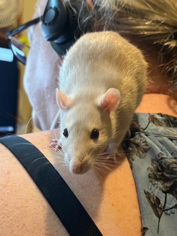 Discover more like RATS: Litterbox and Related Content | Scrolller