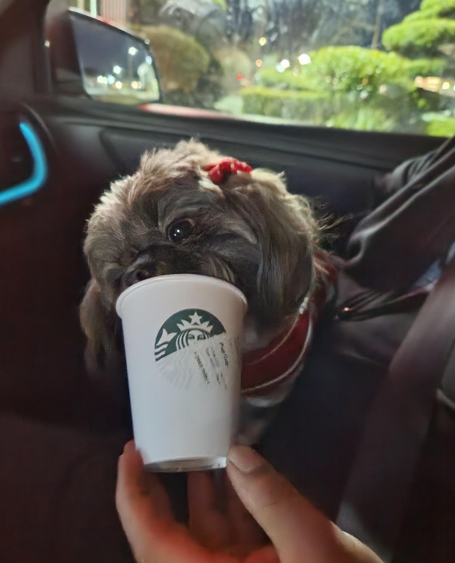 Snoot deep in Puppuccino | Scrolller