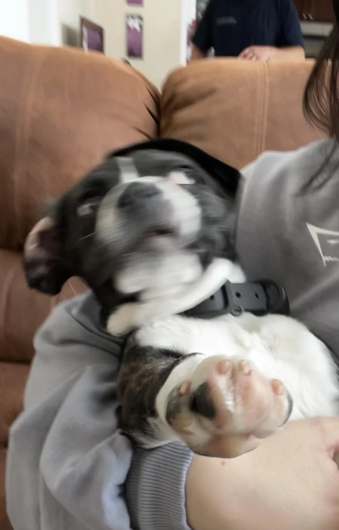 Trying to get a “nice picture” of Izzy (OC) | Scrolller