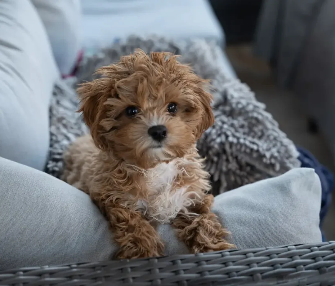 Ten Week Old Cavapoo | Scrolller