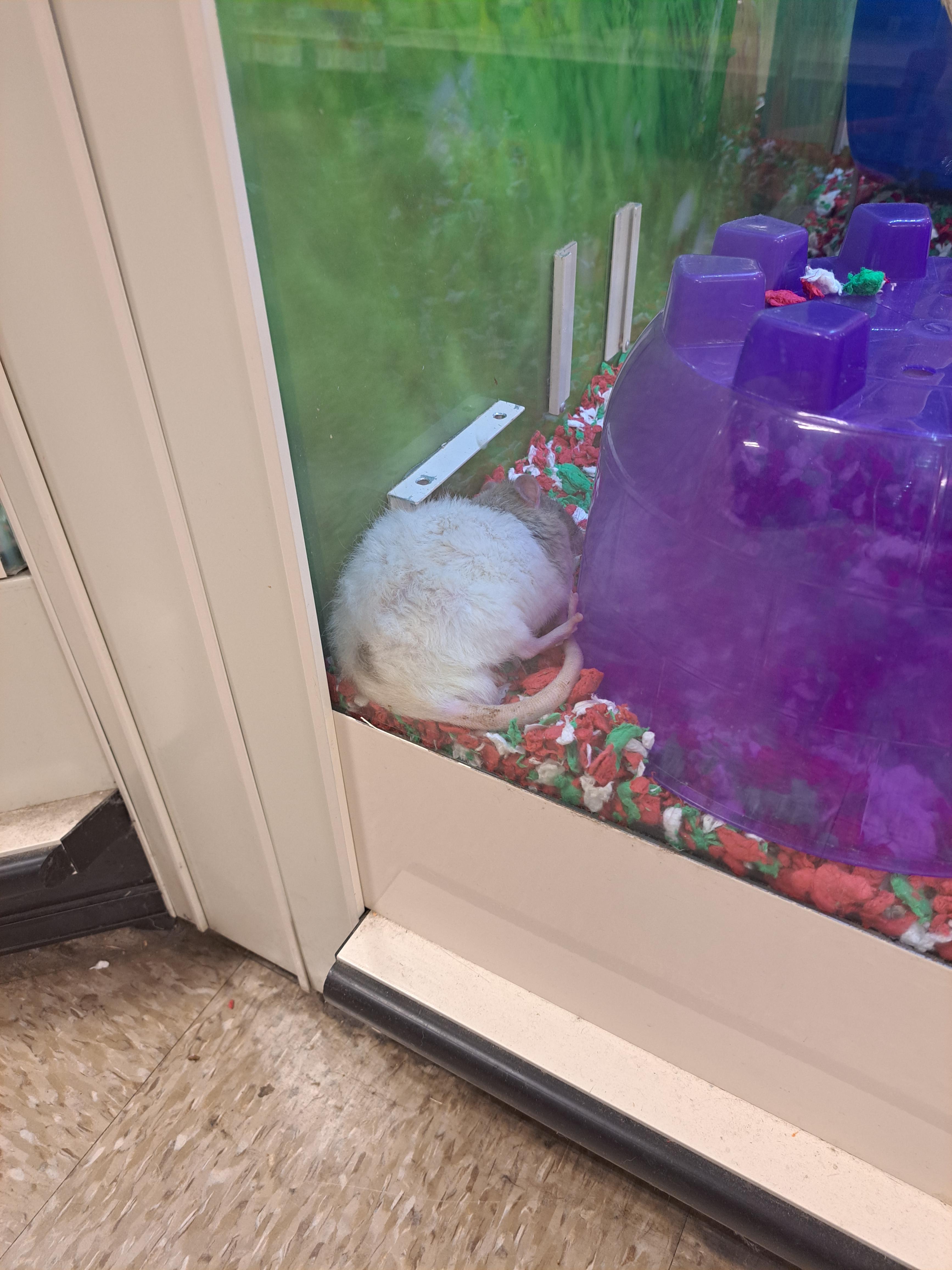 Temp rat cage | Scrolller