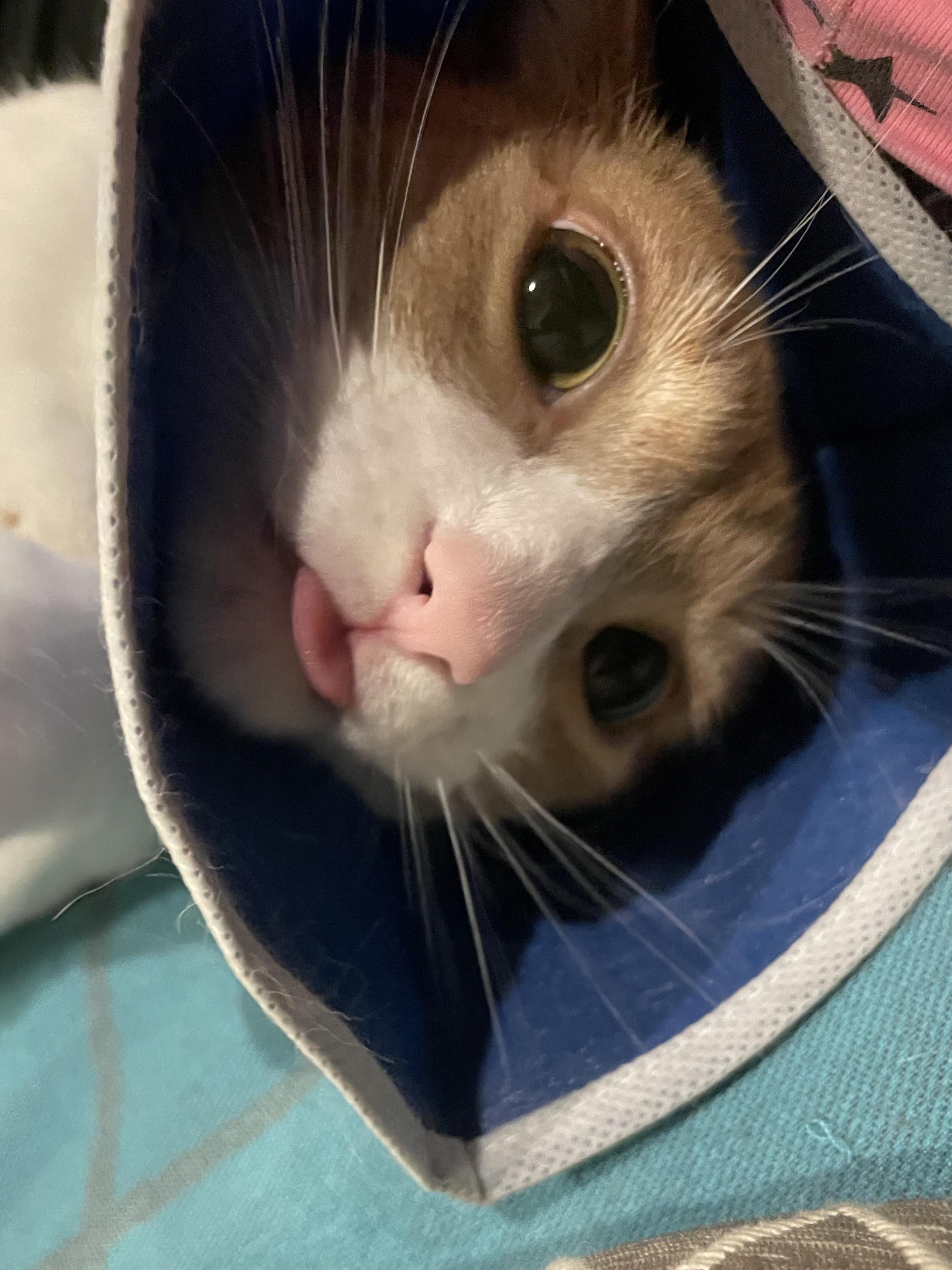 CoCo’s cone blep :p | Scrolller