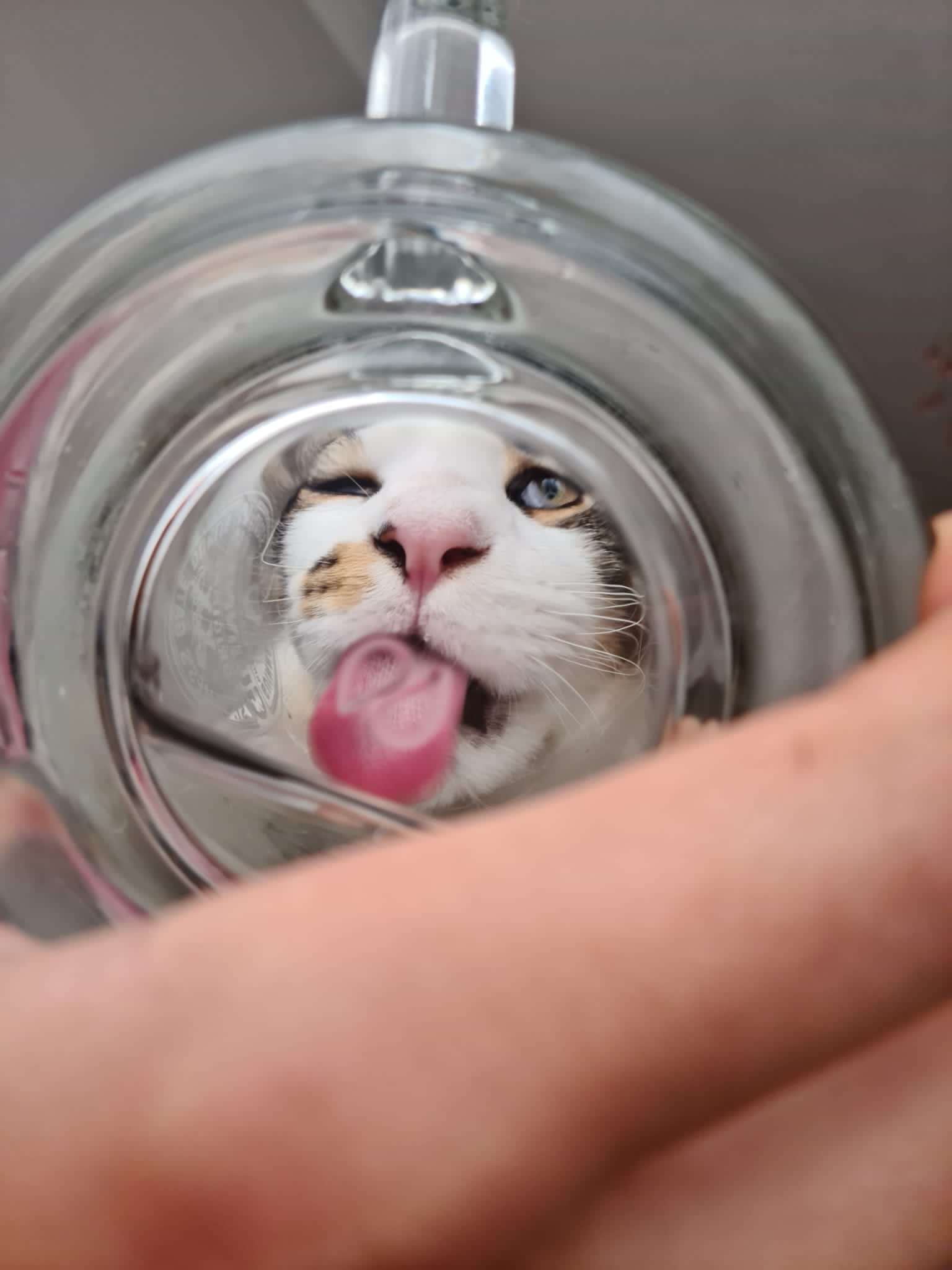 Discover more like AnimalsBeingDerps: Drinking glass derp and Related Content | Scrolller