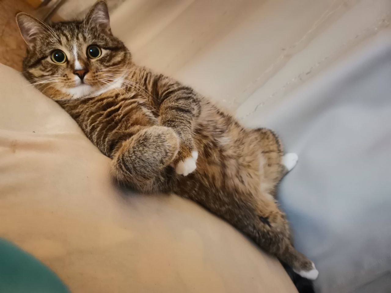 cinnamon bun ^_^ | Scrolller