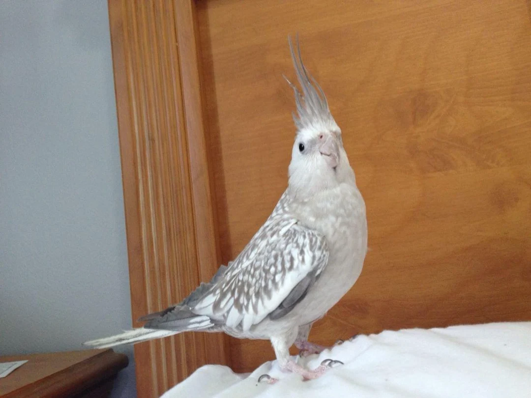 Happy 20th Birthday Zazu! | Scrolller