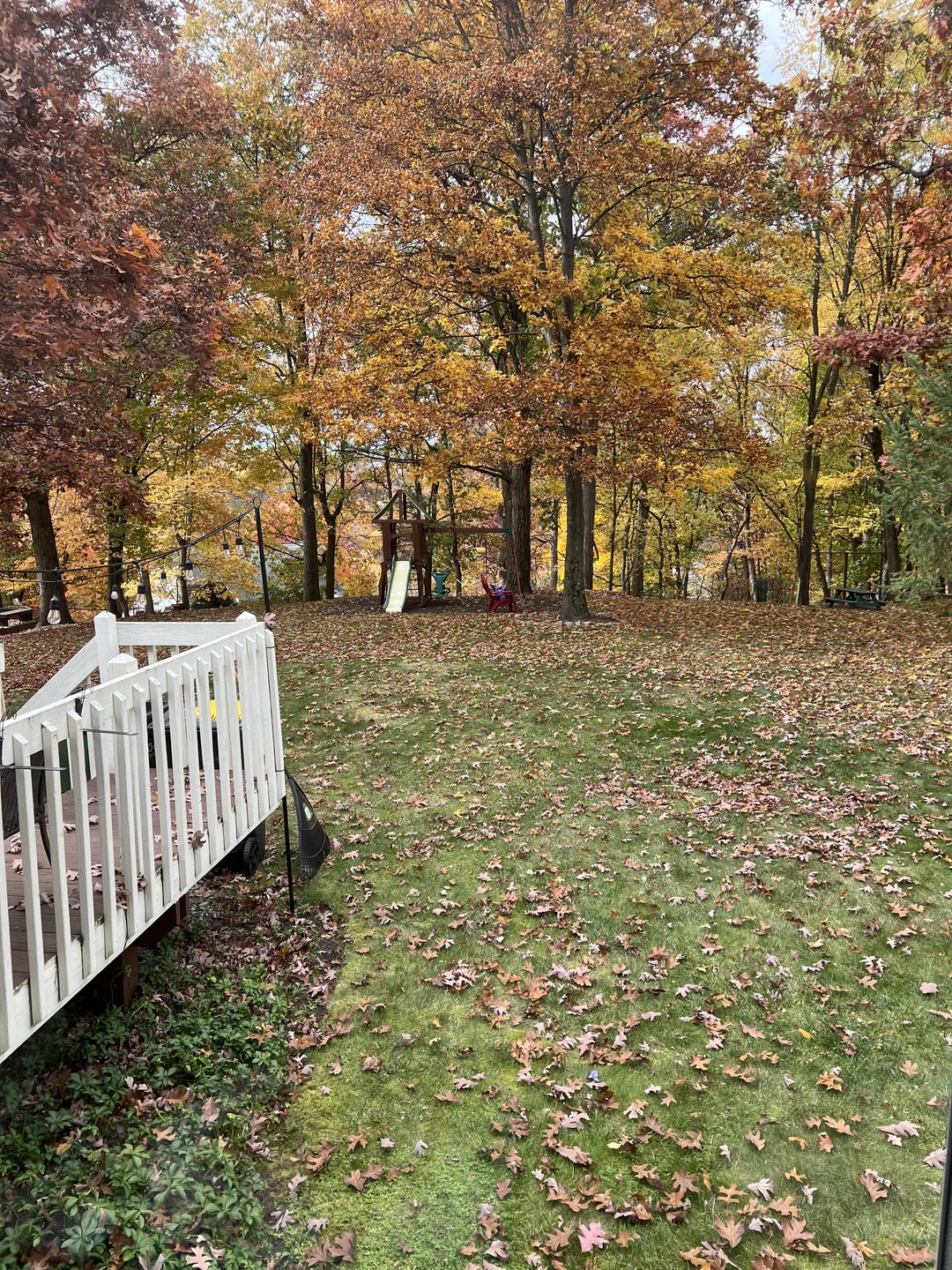 My backyard watching the leaves fall | Scrolller