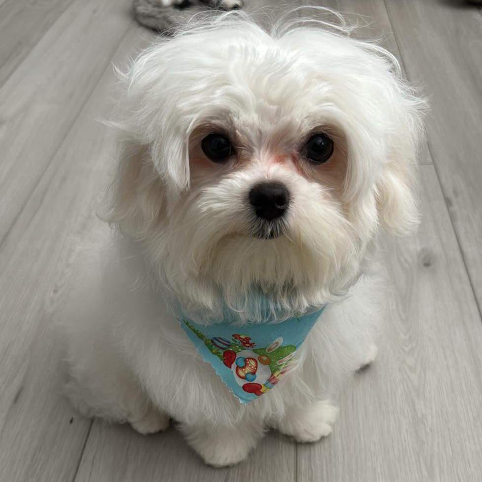 First introduction of grooming | Scrolller