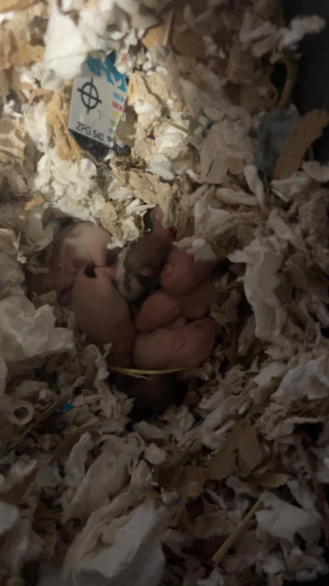 Little Honey had babies | Scrolller