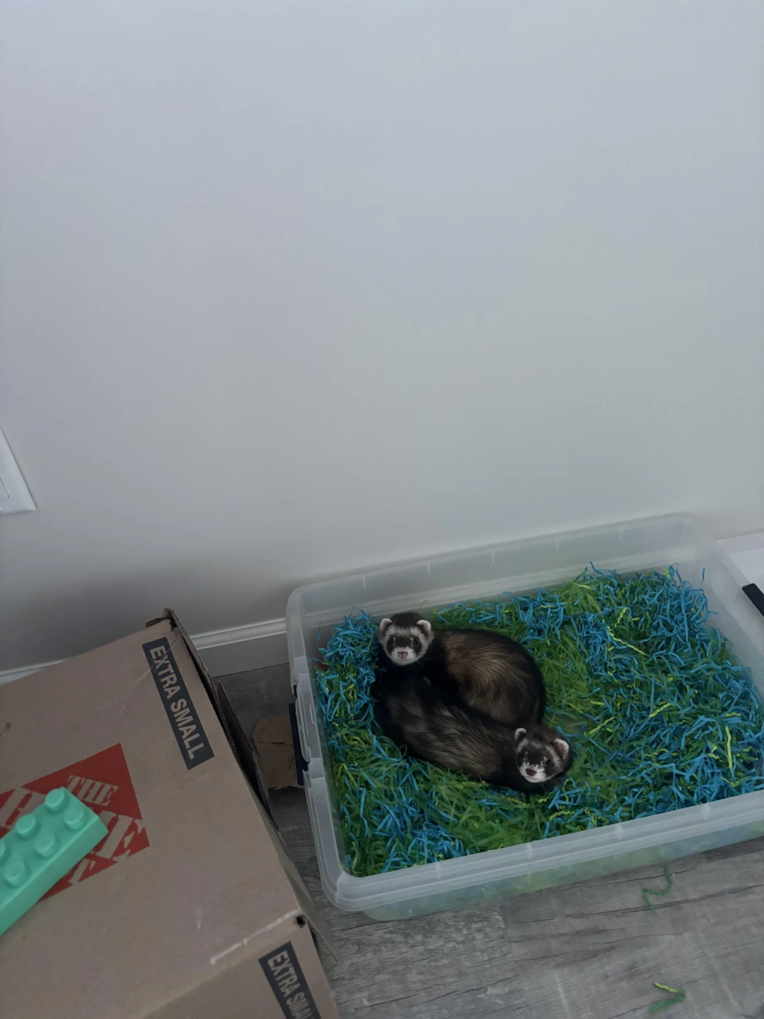 Adding ferret to group | Scrolller