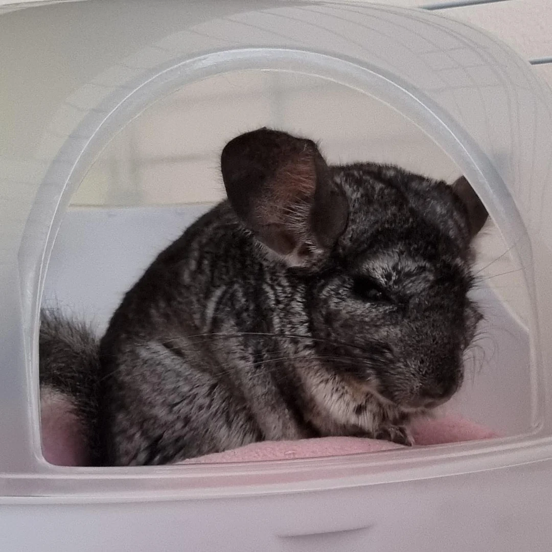 Chinchilla Tattoos | Scrolller