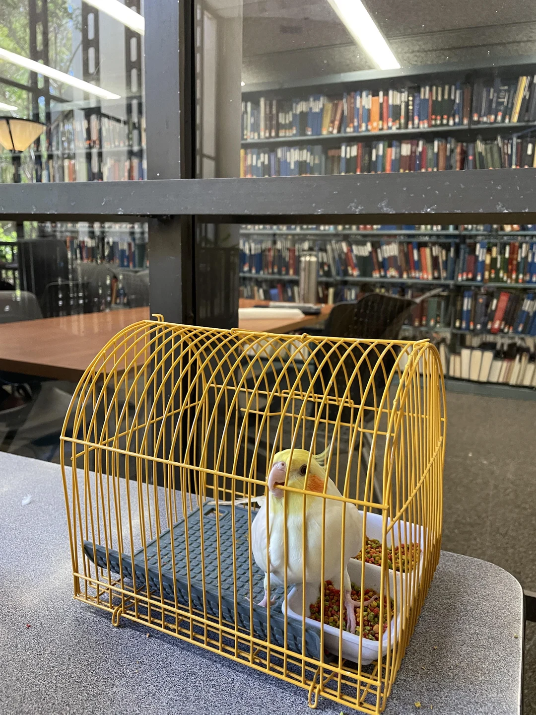 Day 578; human puts me into the yellow prison and takes me to a book prison. Double prison ...