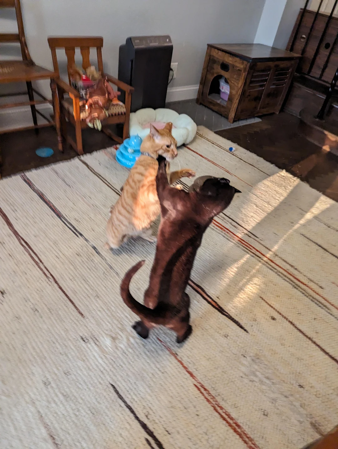 Blurry picture of cats | Scrolller