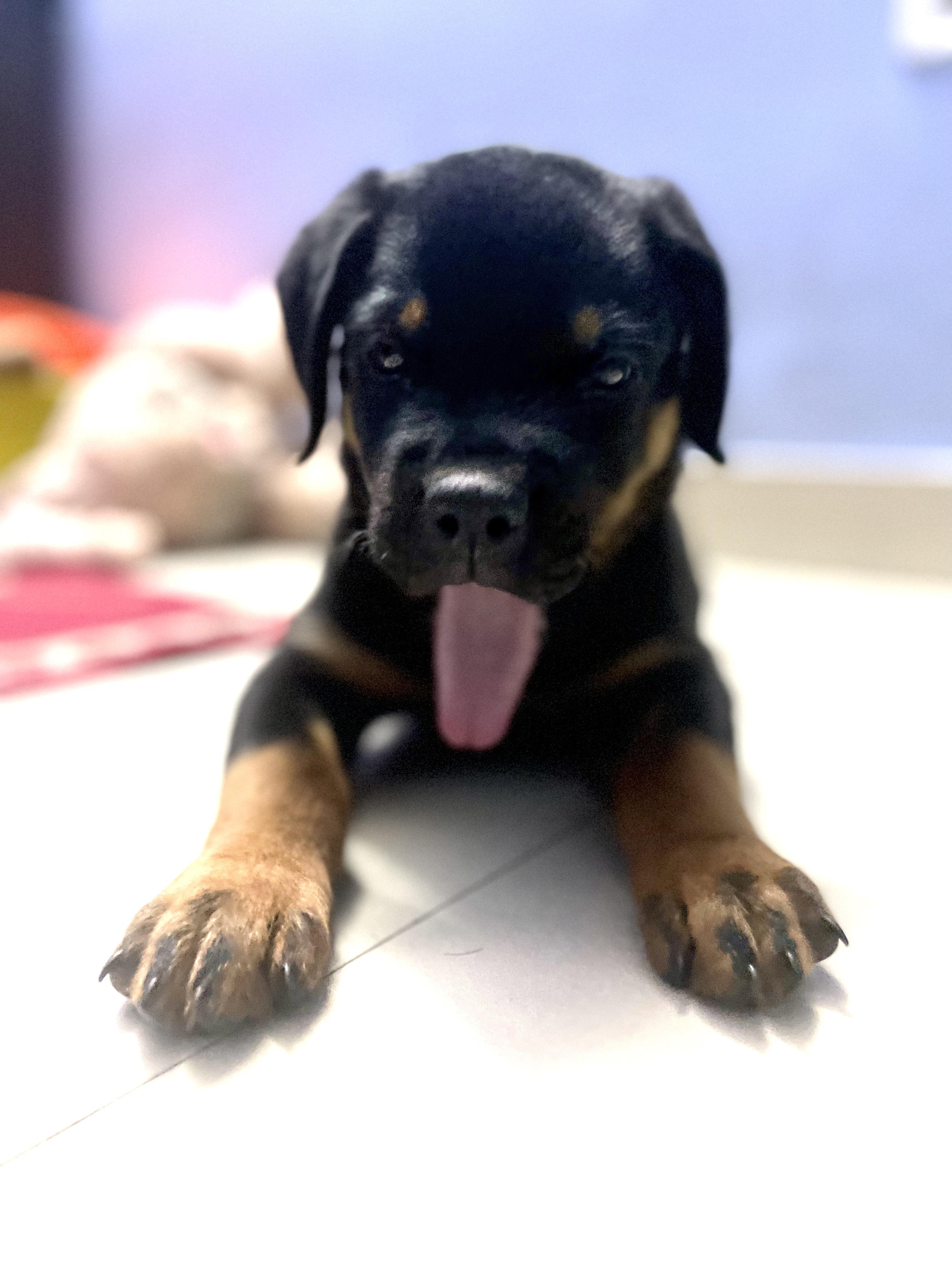 45 days old rot pup from Delhi | Scrolller