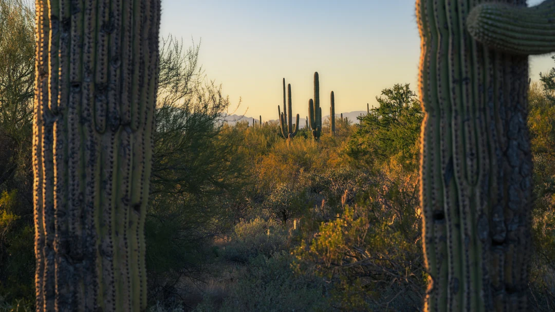 Saguaro Cacti during sunset at Saguaro National Park, Tucson Arizona [oc][4096x2304] | Scrolller
