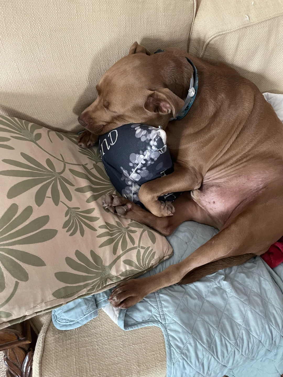 Good ol’ Tug. Often very polite despite this image. | Scrolller