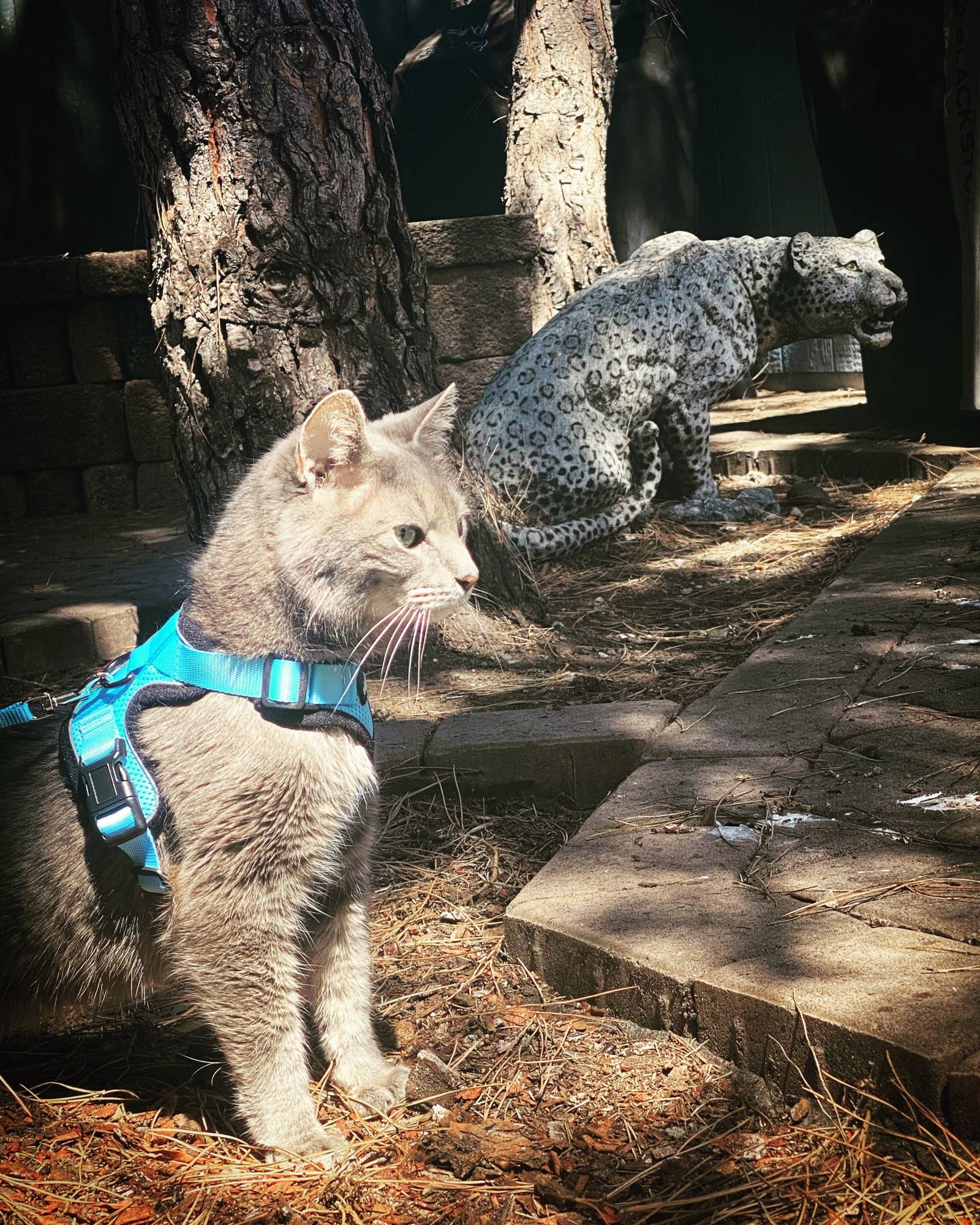 Predators [OC] | Scrolller