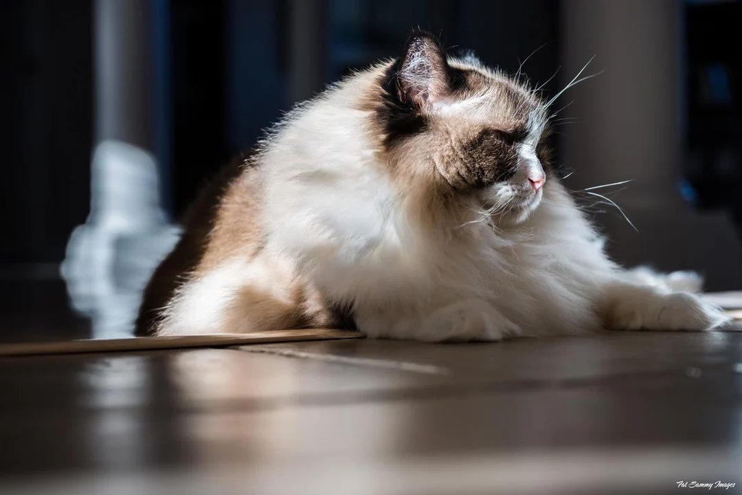 Winter floof has arrived | Scrolller