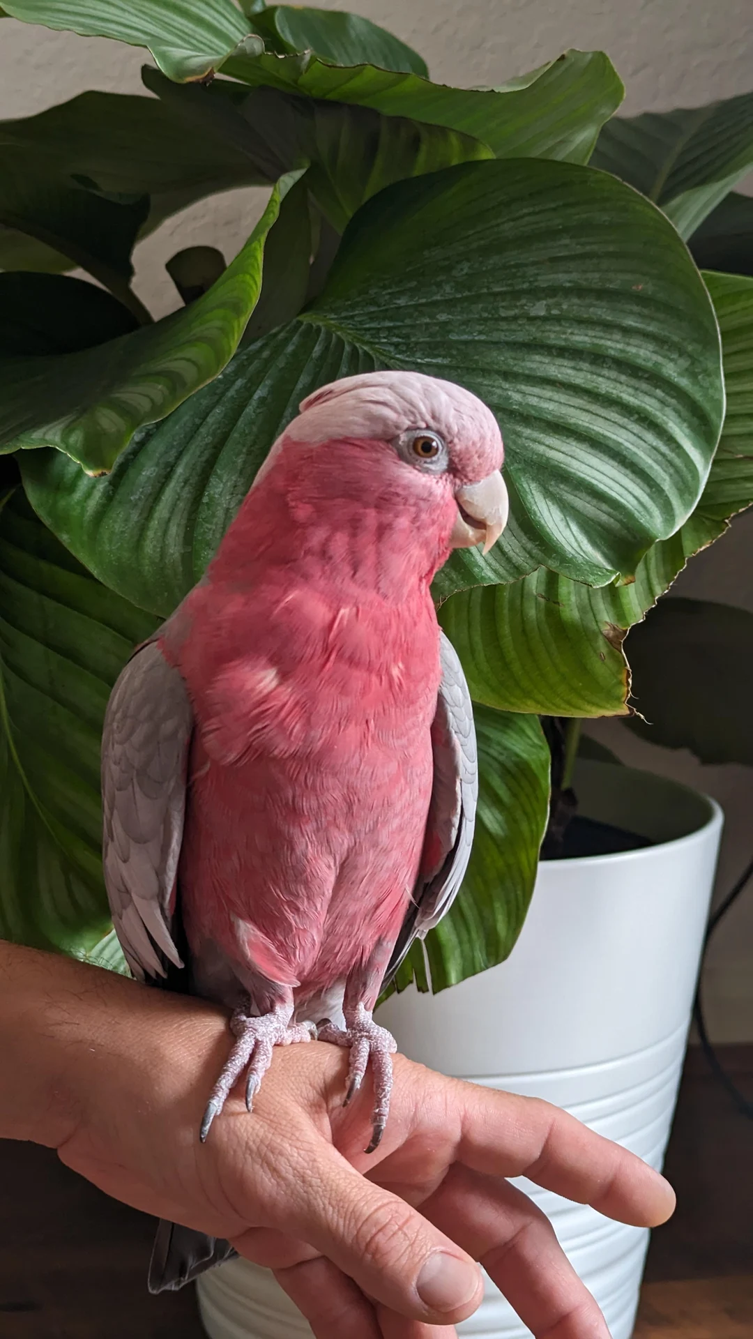 Glaha and the orb | Scrolller