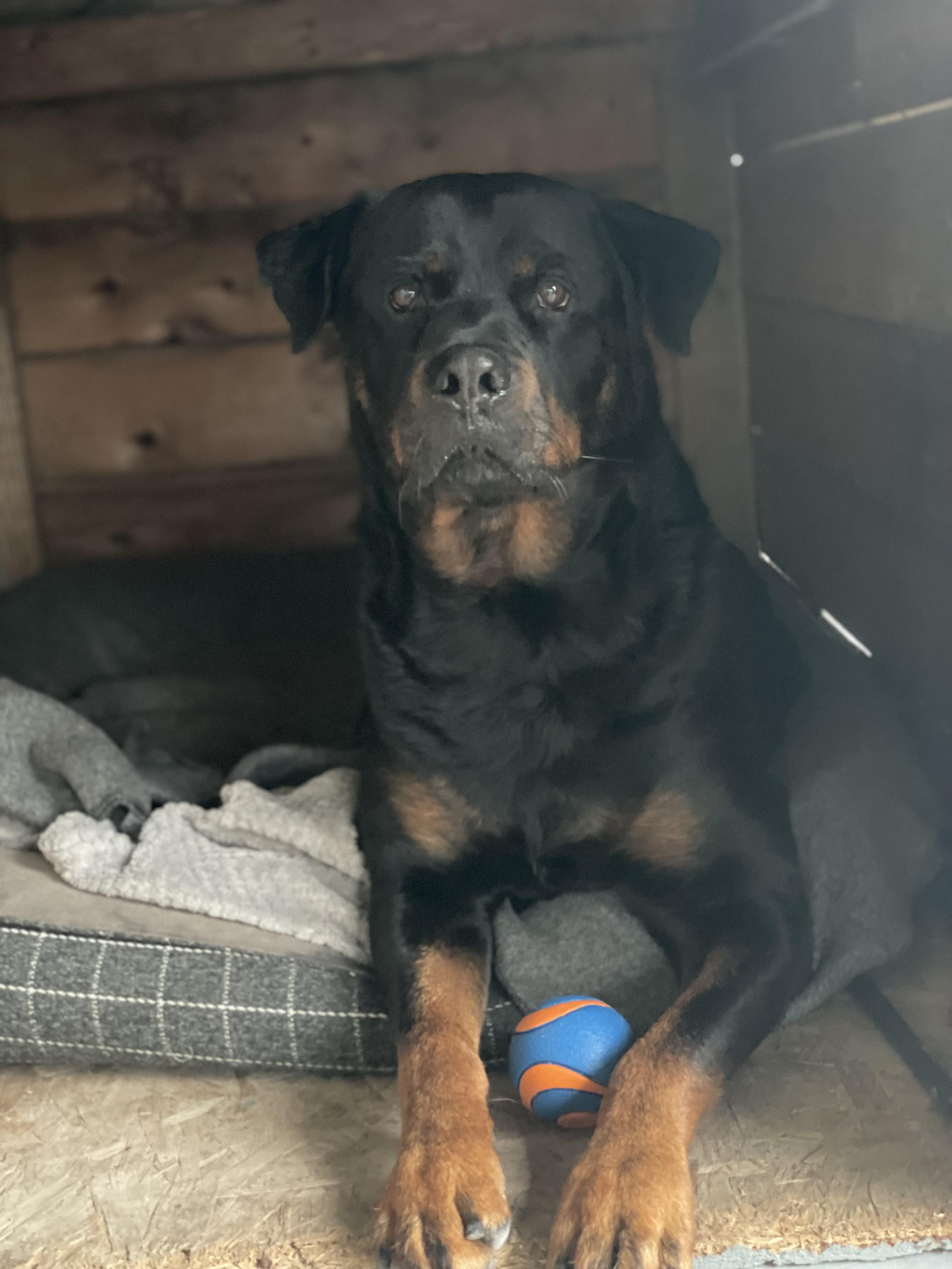 Always with a ball | Scrolller