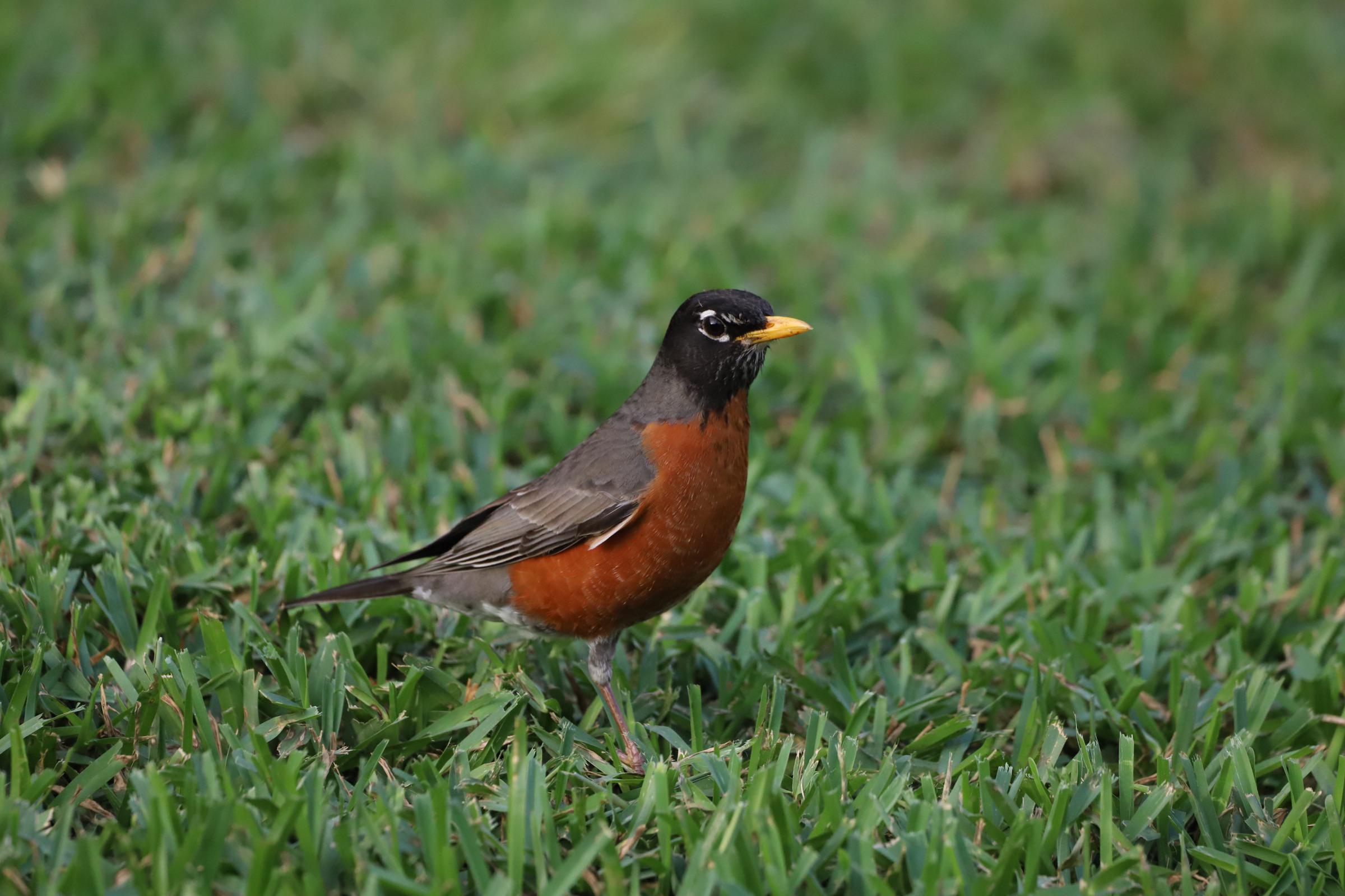 American Robin | Scrolller