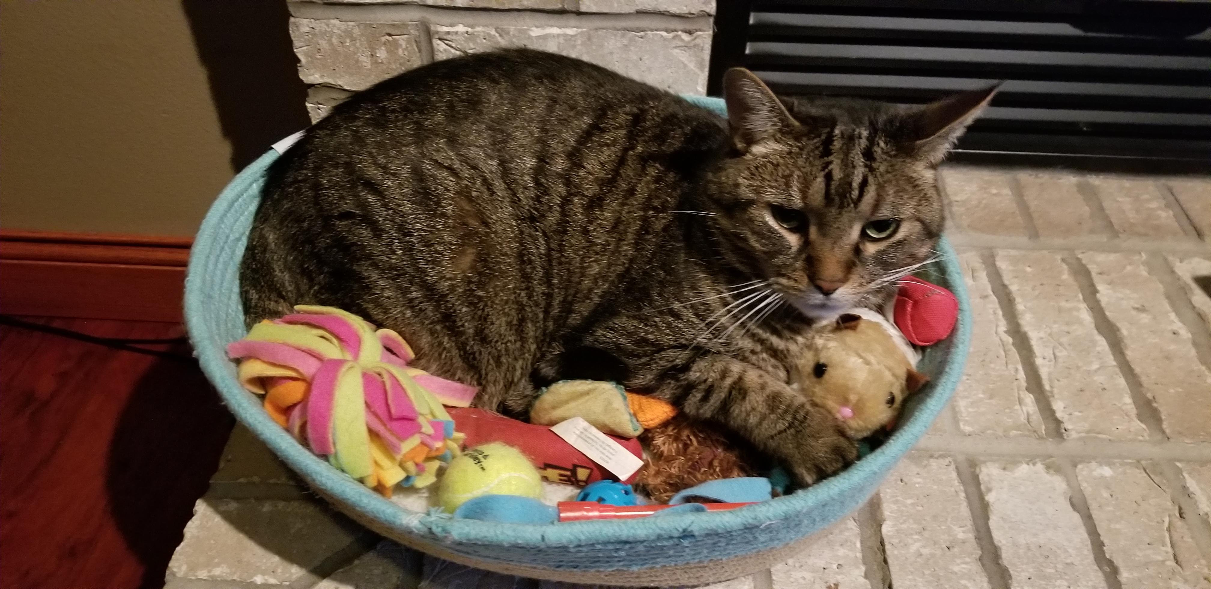 A Dragon on his Hoard (OC) | Scrolller