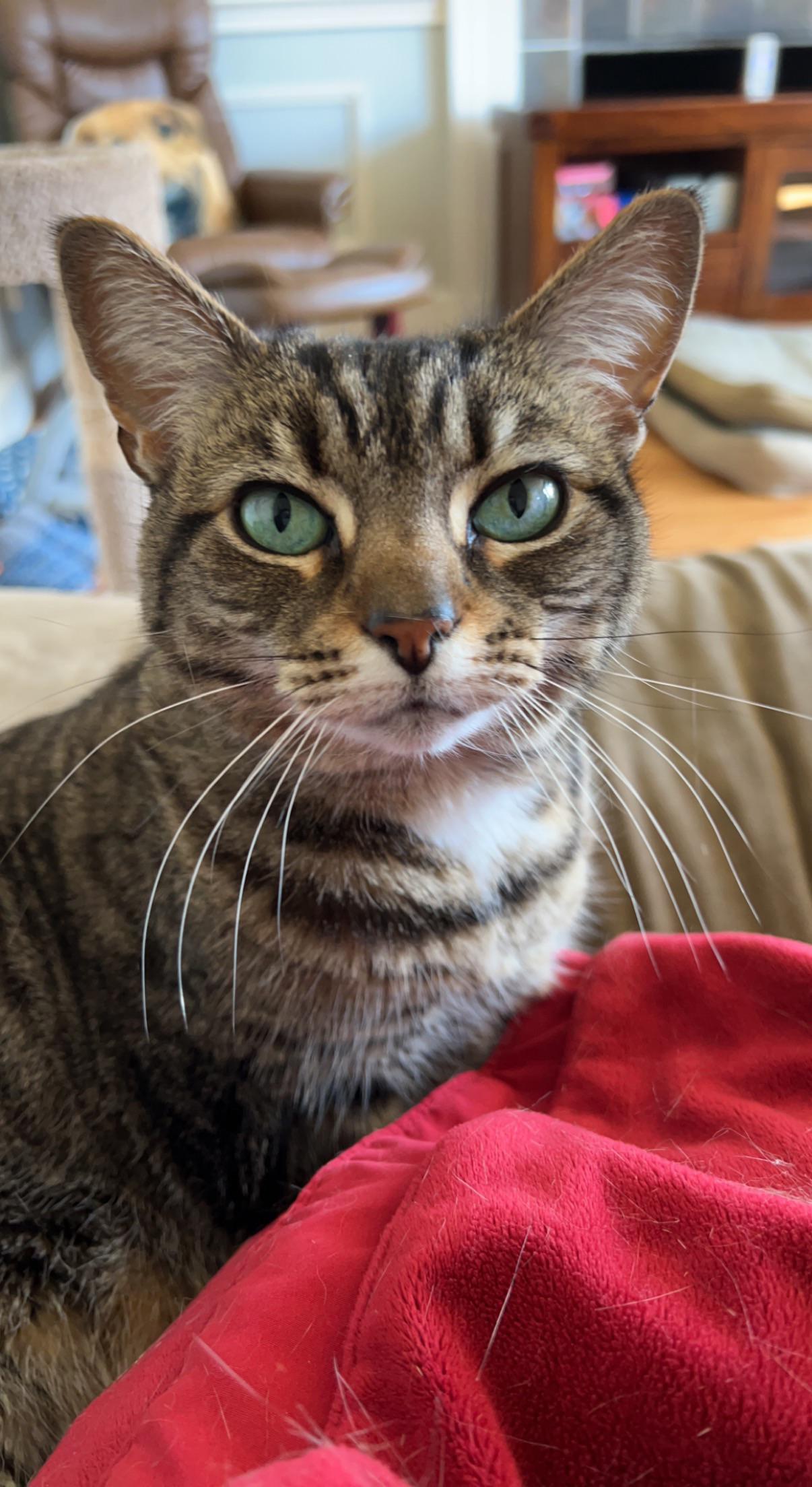 sweet snuggly stella! | Scrolller