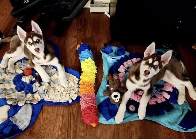 Lua and Luna just before bed | Scrolller