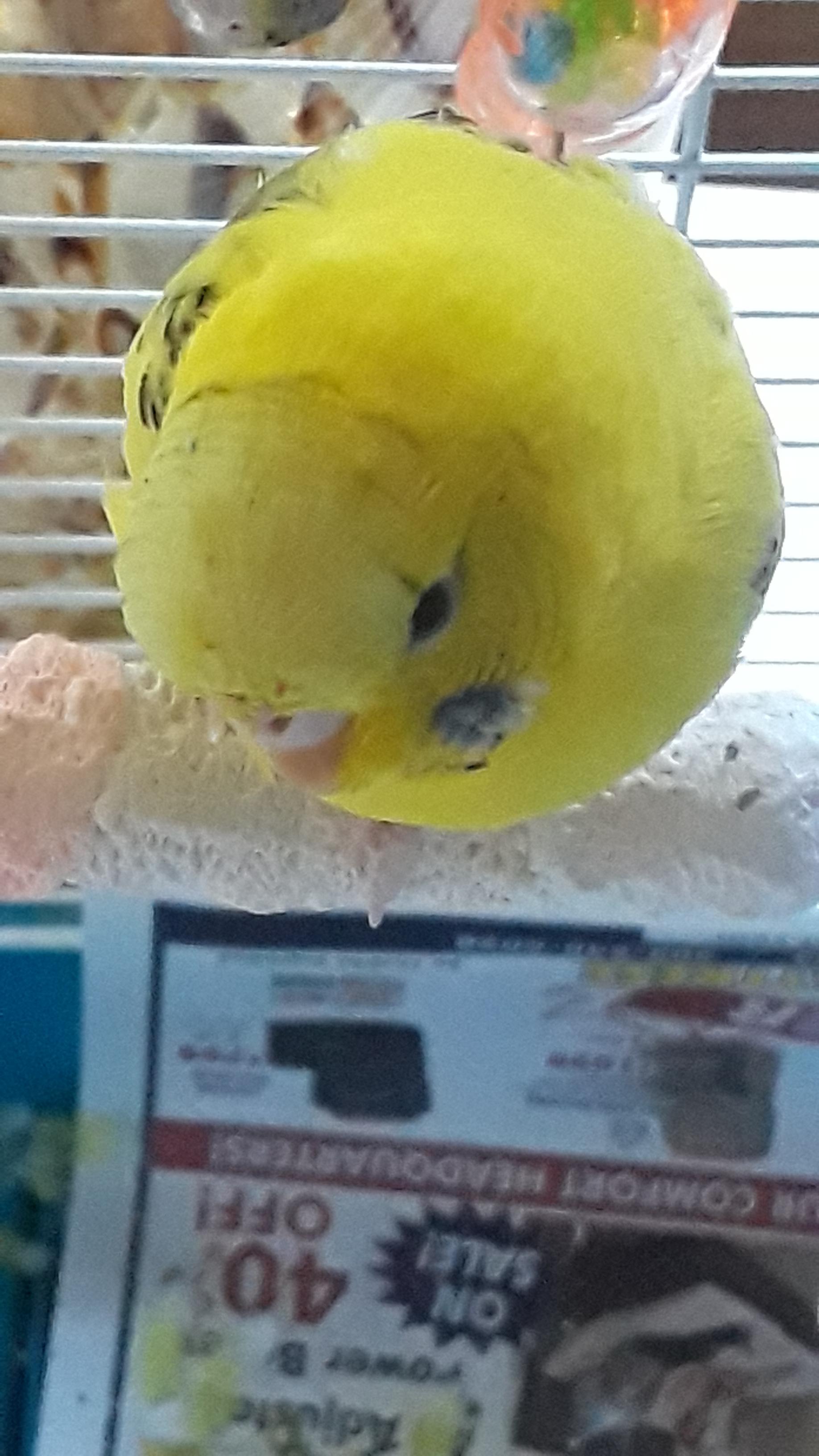 My little Sonic is the perfect Borb. | Scrolller