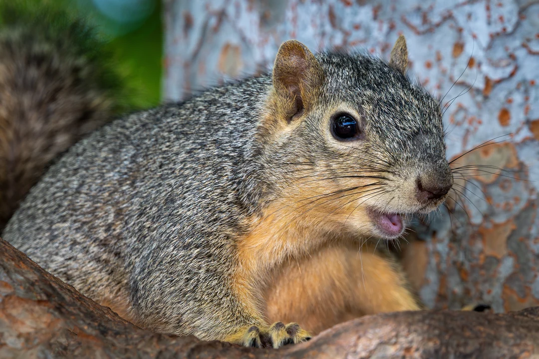 Mama Squirrel! | Scrolller