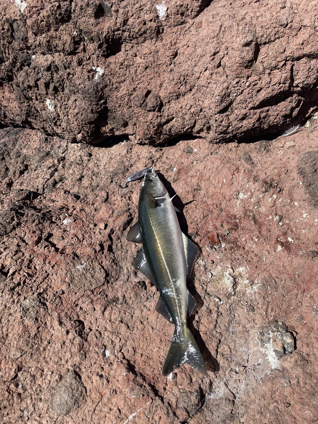 Just got into fishing recently and caught my first fish today. Anyone know what it is? A Cod ...