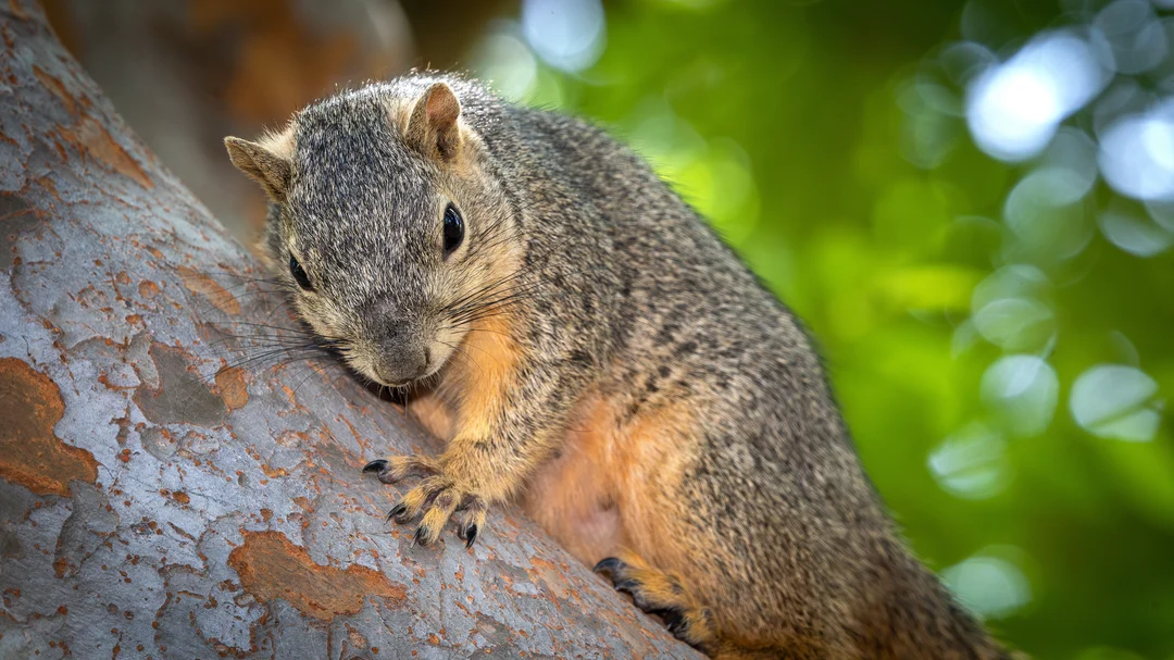 Action Squirrel | Scrolller