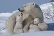 Polar bears | Scrolller