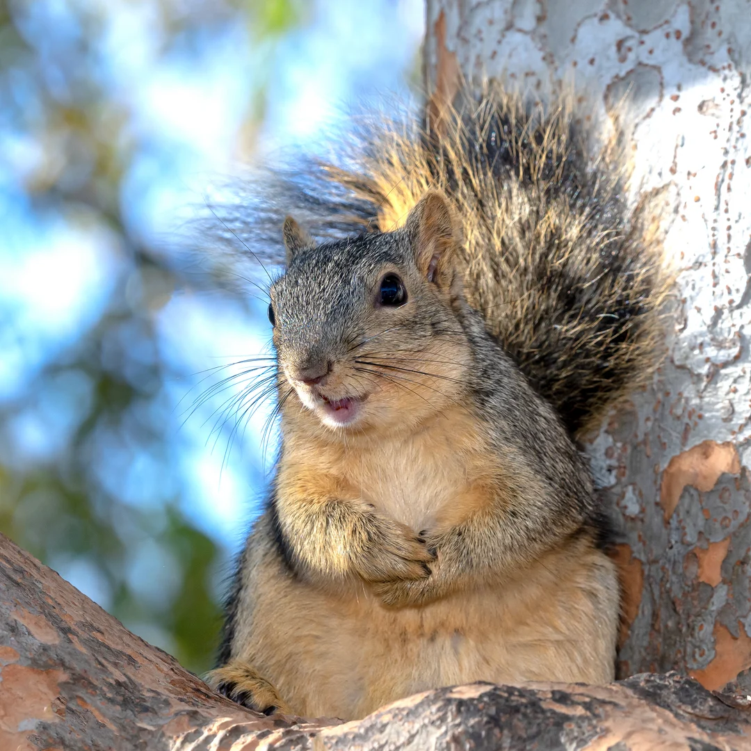 Handsome Boy Squirrel sings for his supper | Scrolller