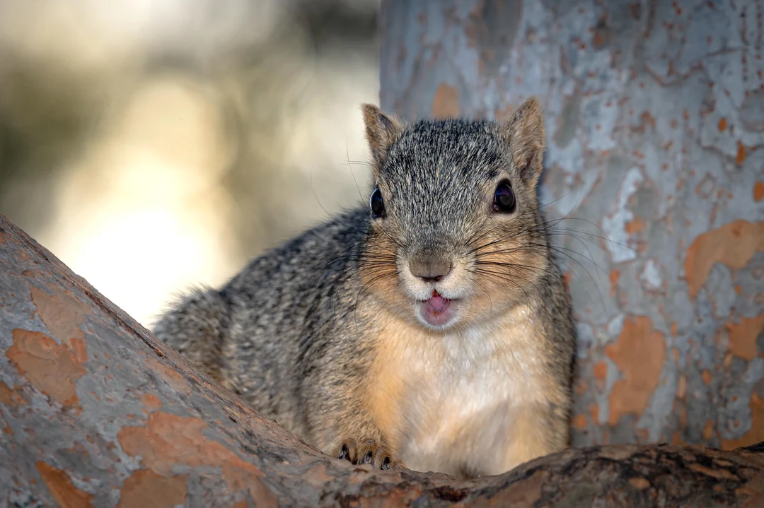 Cloudy Day Winter Squirrel | Scrolller