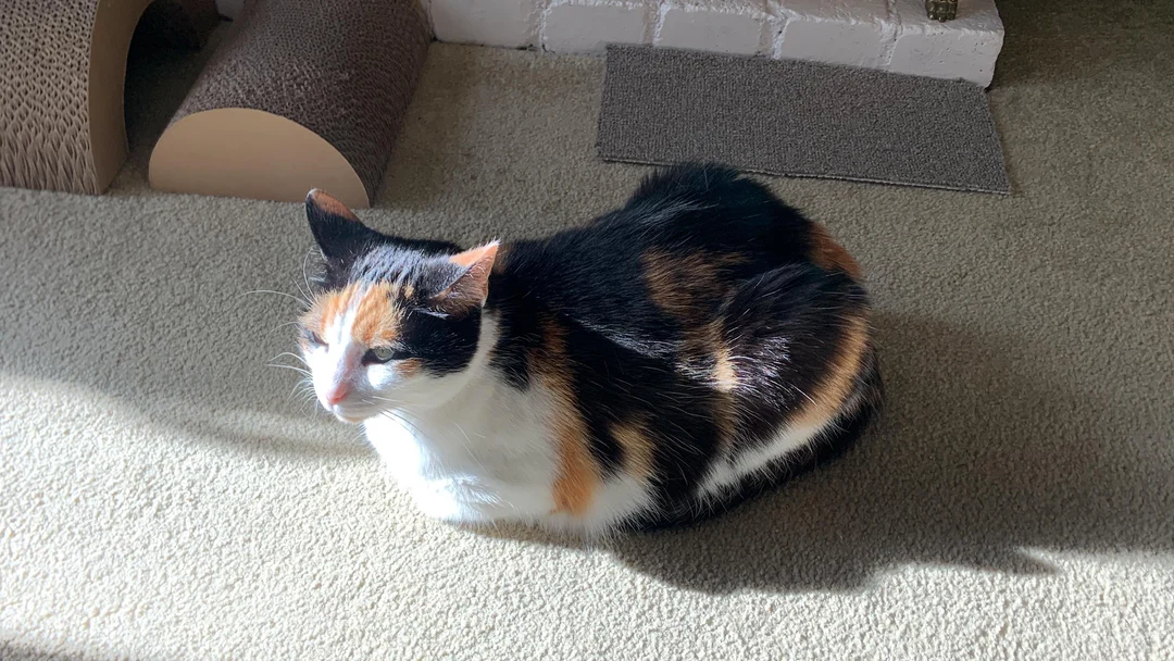 Sun baked loaf | Scrolller
