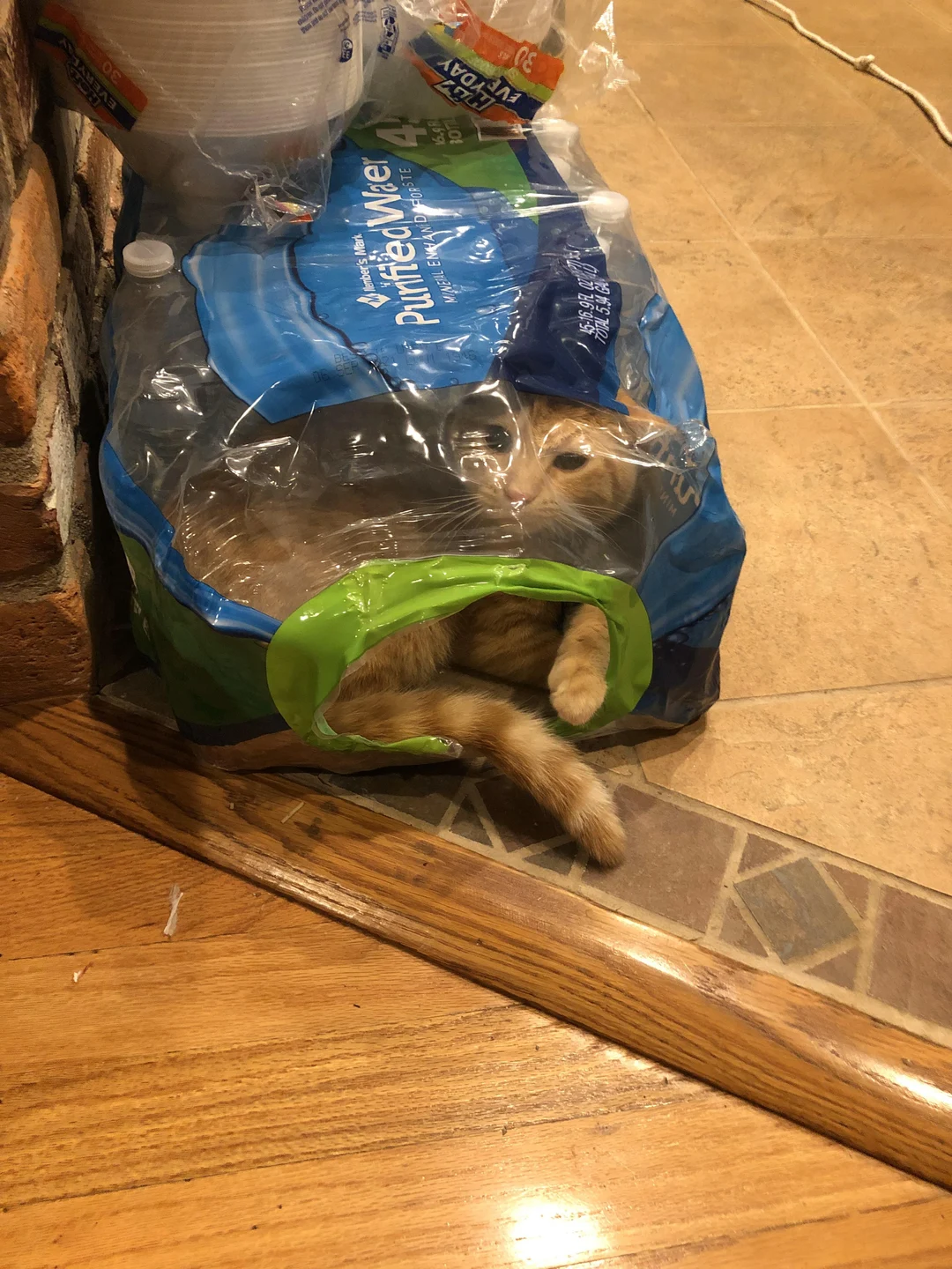 Unintentional trap | Scrolller