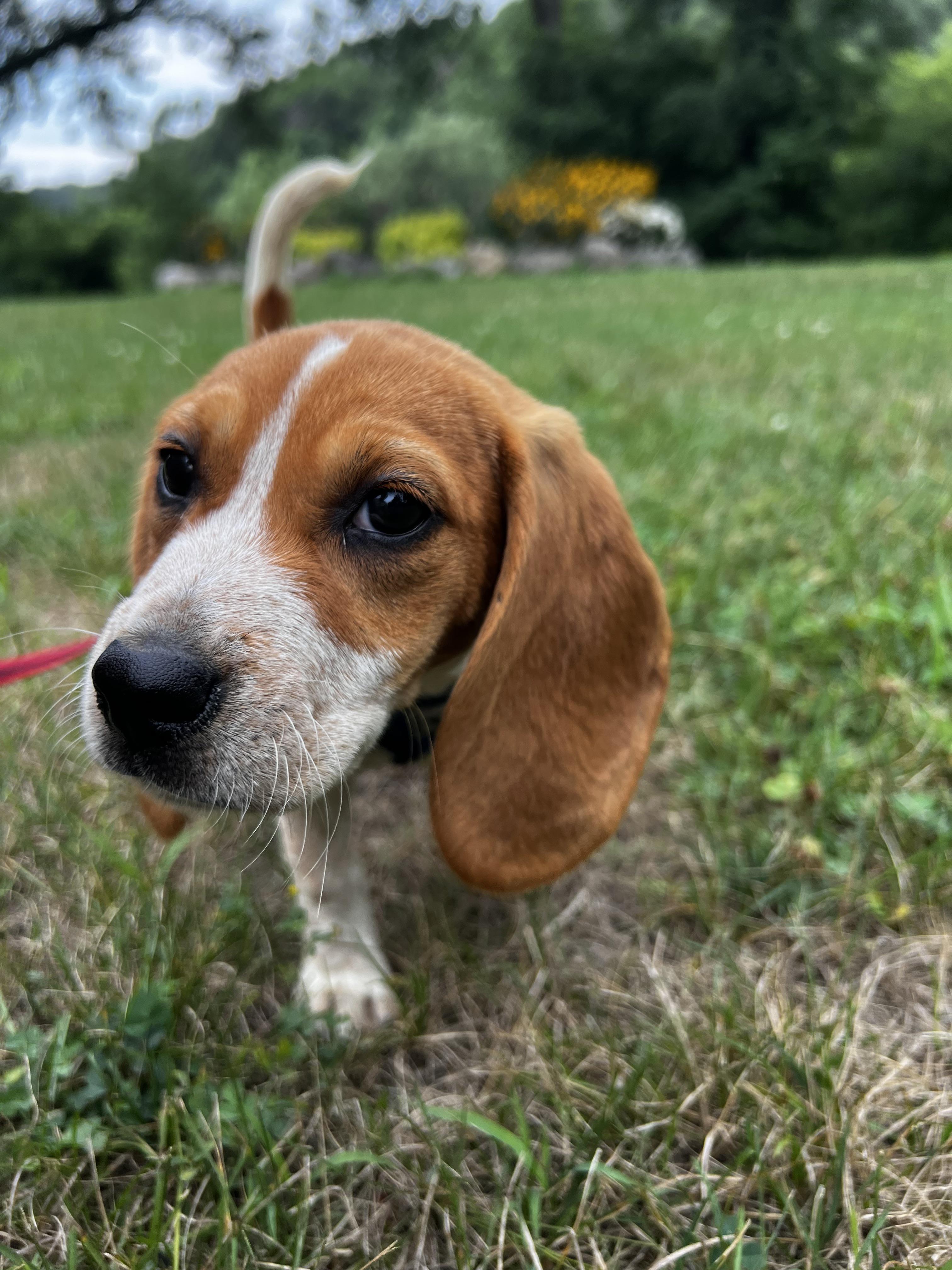 Meet the new gal, Miss Mabel! | Scrolller