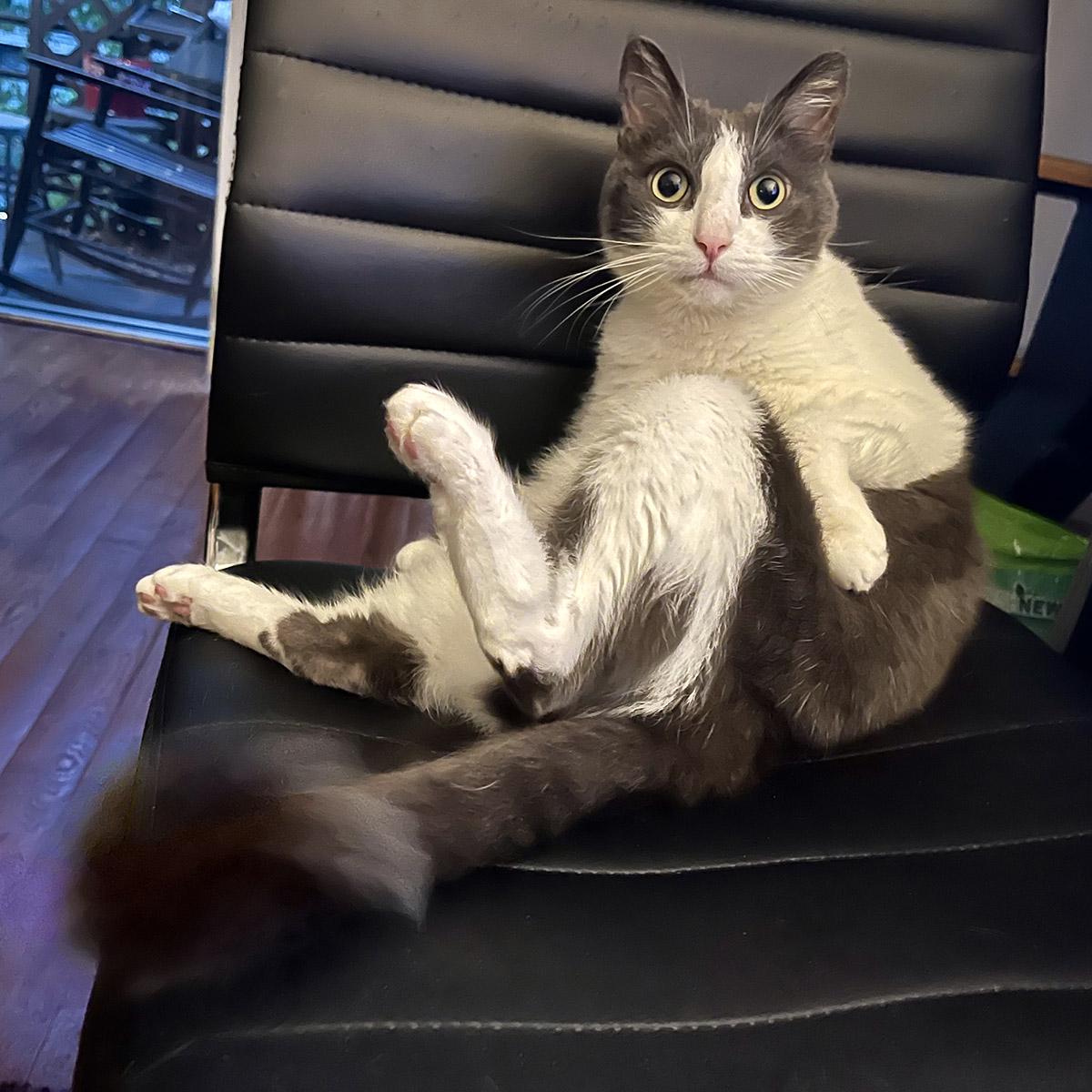 Cat Interrupted Scrolller