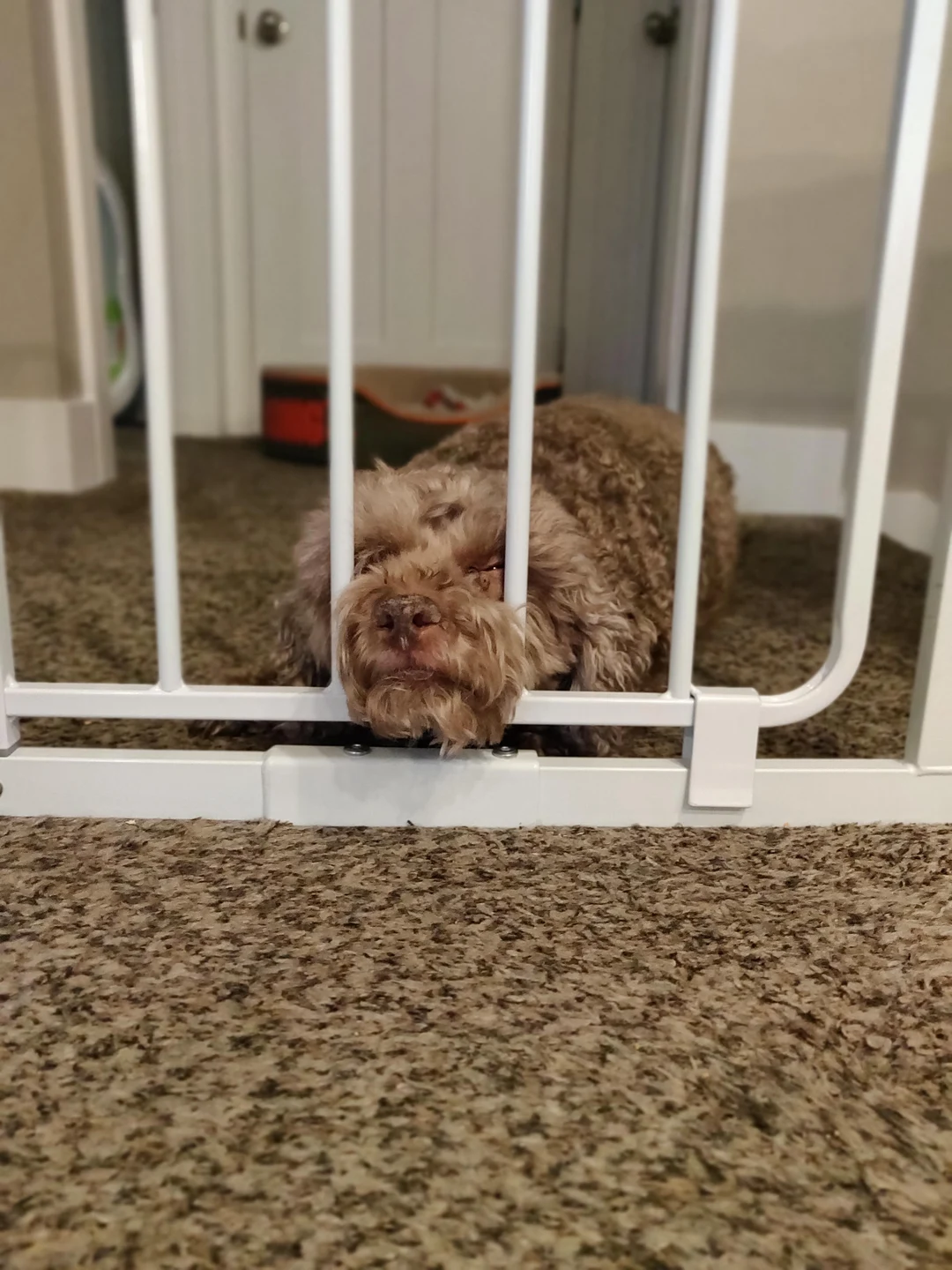 Snoozing on the baby gate | Scrolller