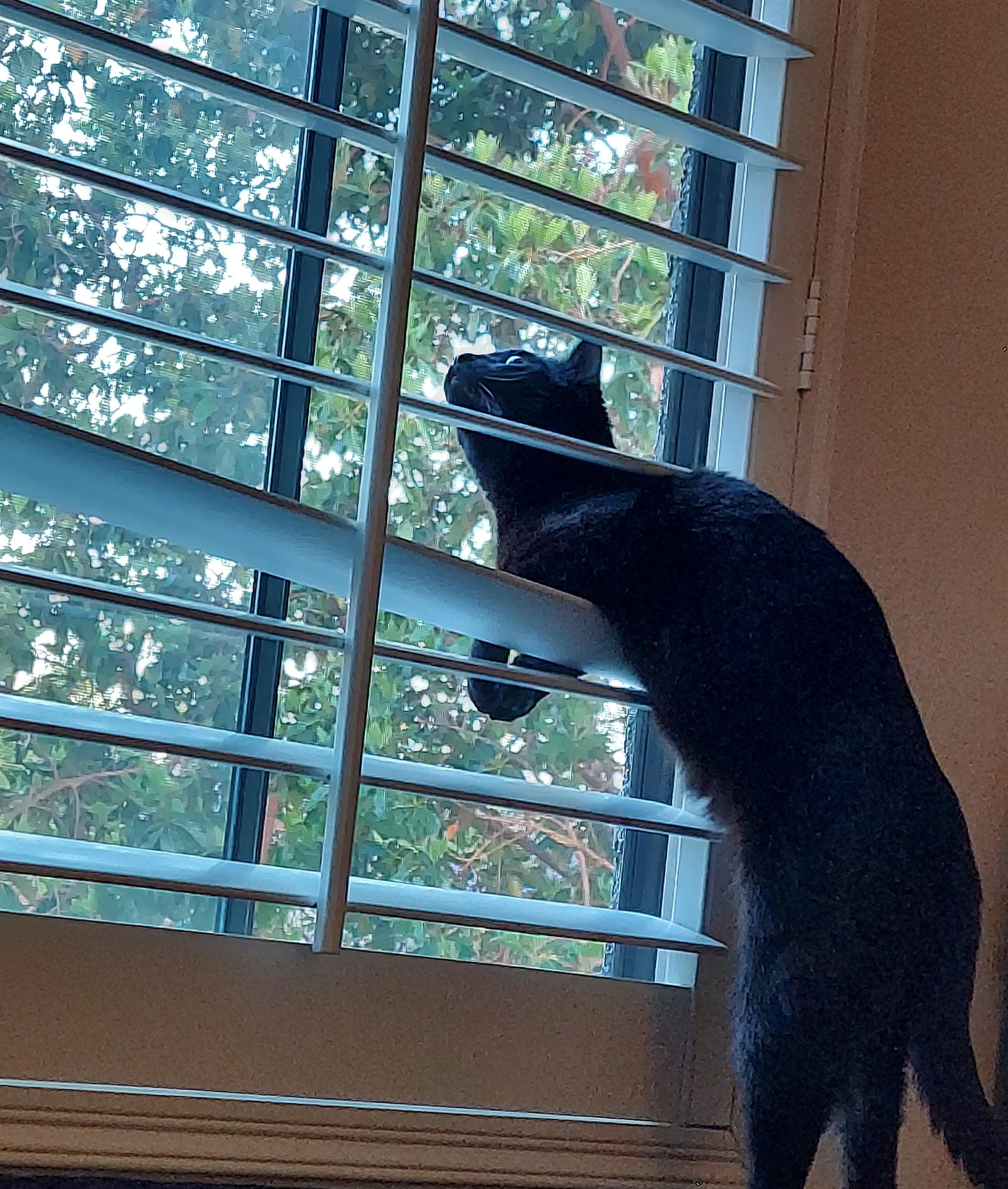 Early Morning Bird Watching | Scrolller