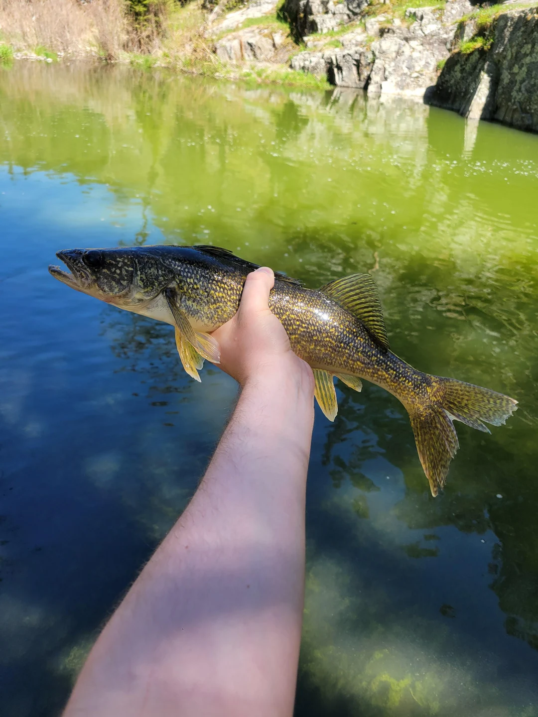 Got surprised by Walleye in the creek! | Scrolller
