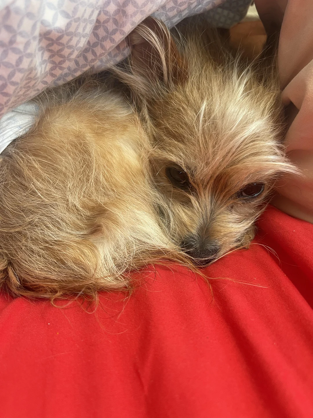 The tiniest nugget | Scrolller