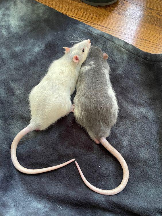 Adorable pair of mice | Scrolller