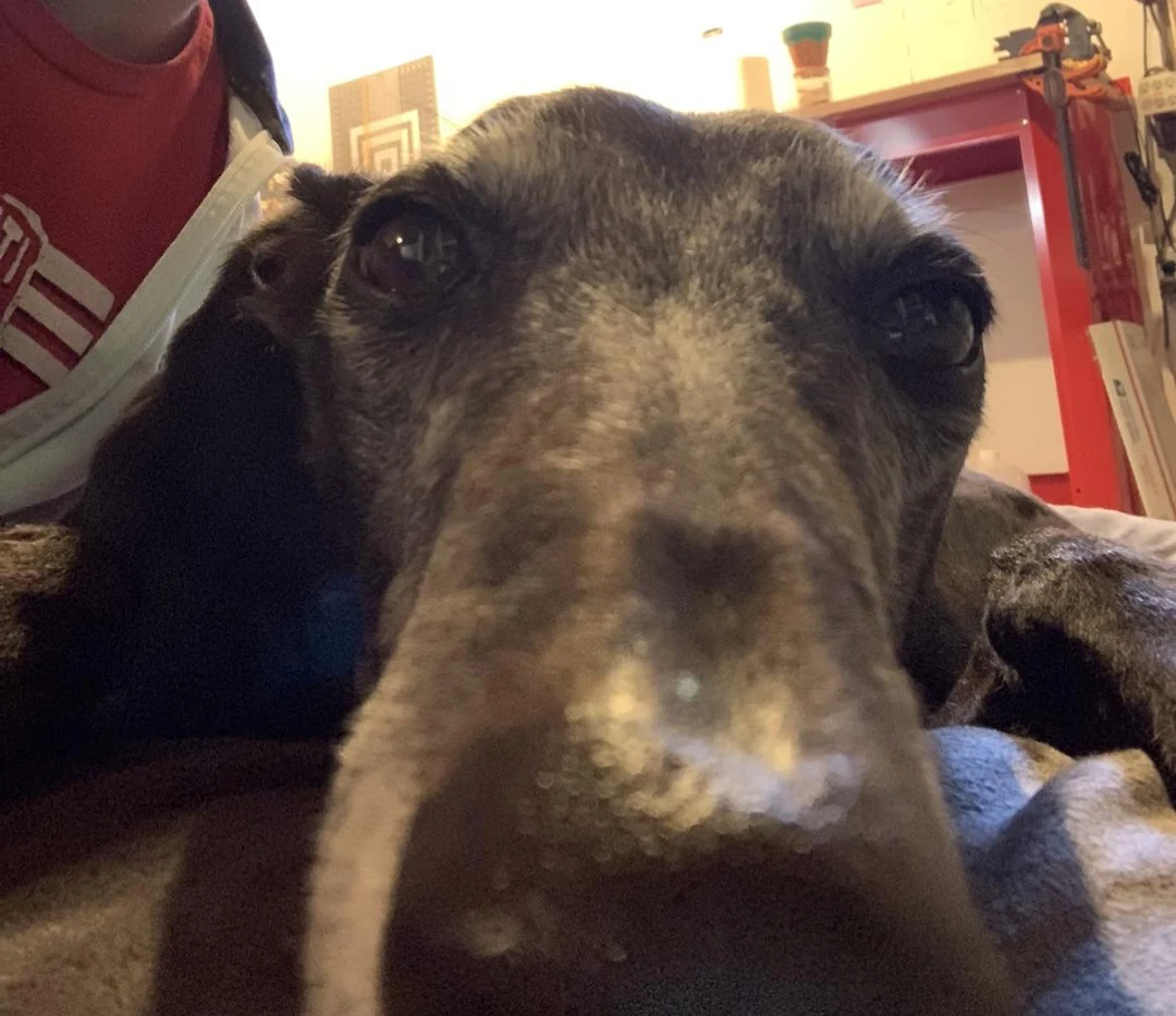 More Snoot | Scrolller