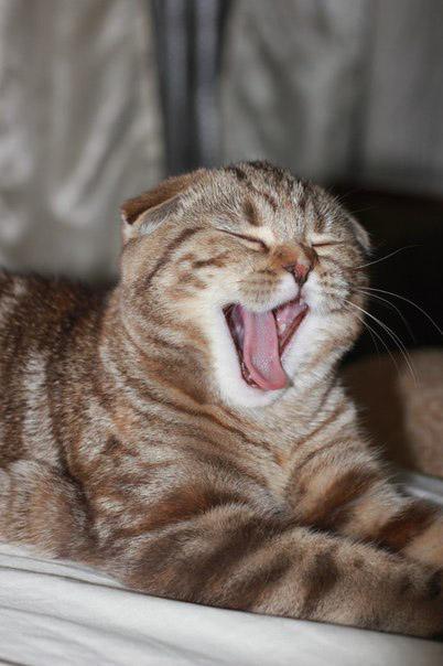 Here is Oreo (OC) | Scrolller